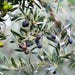 10 CANINO OLIVE TREE Olea Europaea Canino Edible European Common Green ...