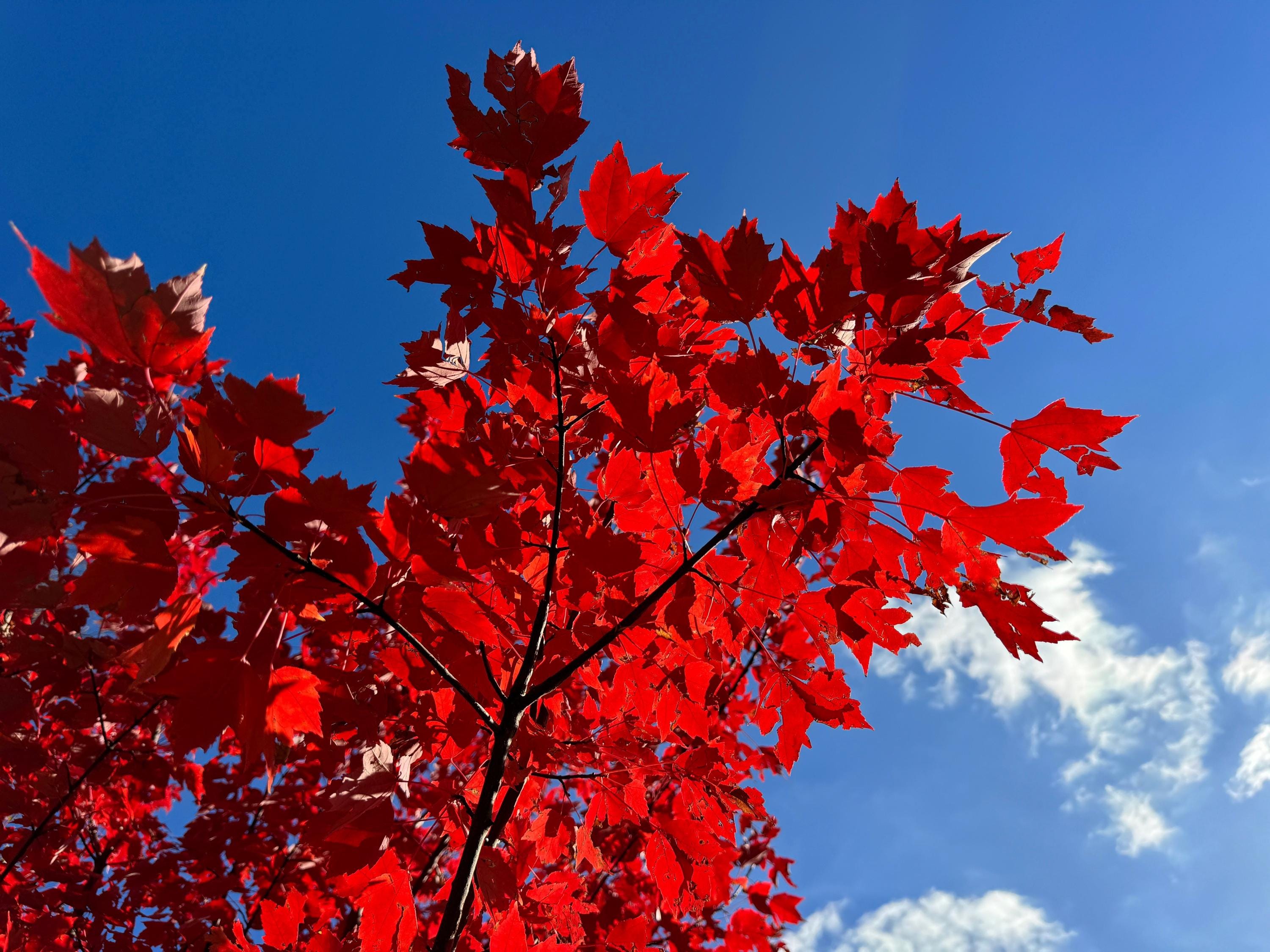 25 Scarlet Carolina Red Maple Tree Acer Rubrum Seeds Etsy