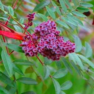 30 FLAMELEAF SUMAC TREE Shining Dwarf Winged Rhus Schmaltzia Copallina ...