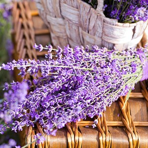 20 DWARF MUNSTEAD LAVENDER Blue English Lavandula Angustifolia Munstead ...