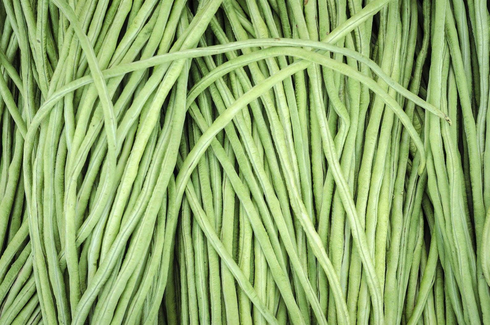 100 LADY COWPEA Cow Pea Southern Pea Vigna Unguiculata Legume White ...