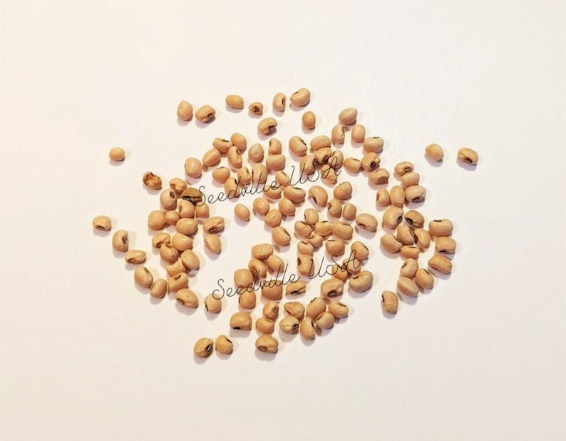 100 LADY COWPEA Cow Pea Southern Pea Vigna Unguiculata Legume White ...