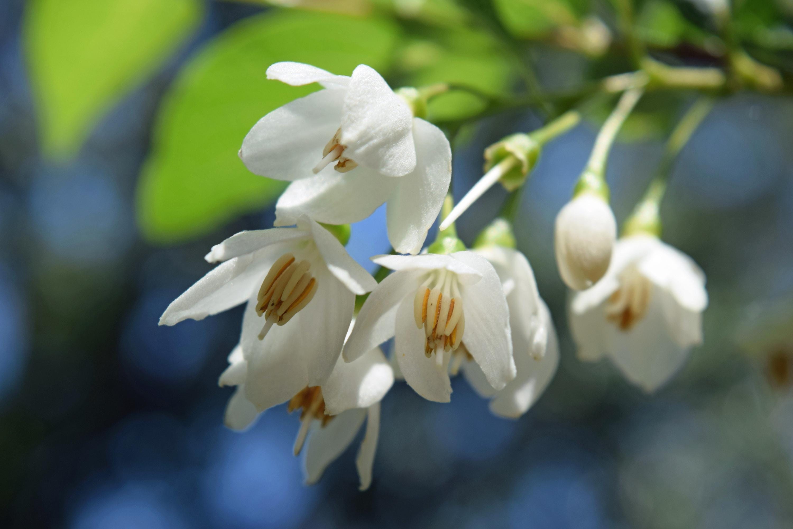 50 WASHINGTON HAWTHORN Mayflower Shrub Tree Edible Fruit & White ...