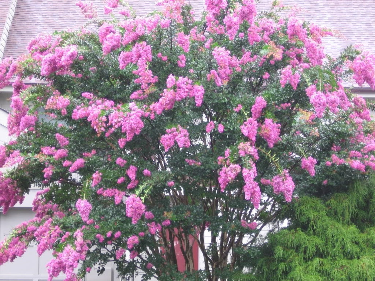 35 Light PINK CREPE MYRTLE Crape Tree Shrub Lagerstroemia - Etsy