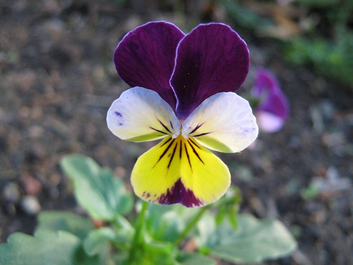 250 JOHNNY JUMP UP Helen Mount Violet Viola Tricolor Flower - Etsy
