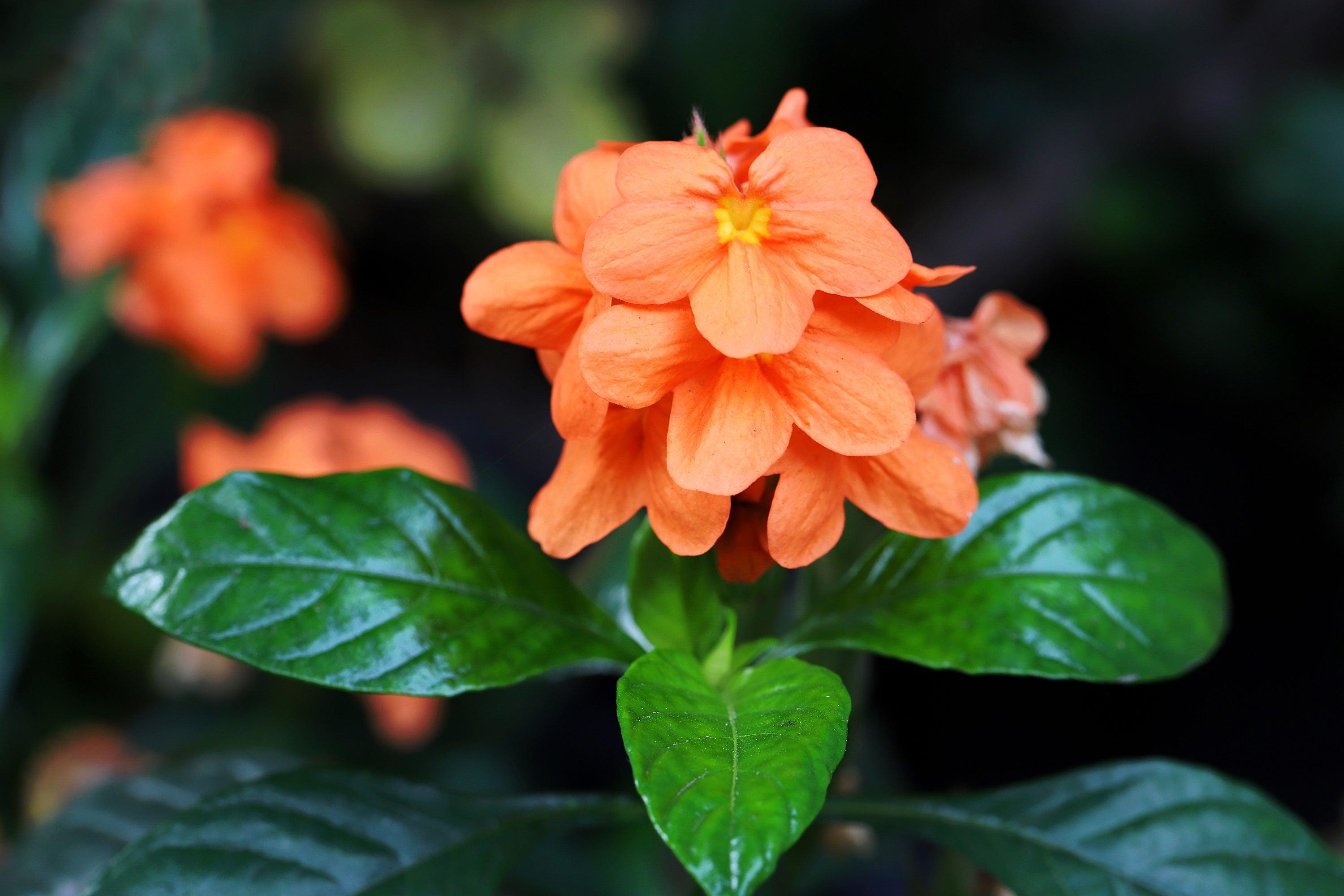 10 ORANGE MARMALADE CROSSANDRA Infundibuliformis Firecracker Flower ...