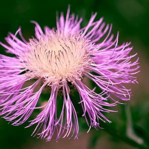 25 AMERICAN ROSE (centaurea Aloha / American Starflower / American ...