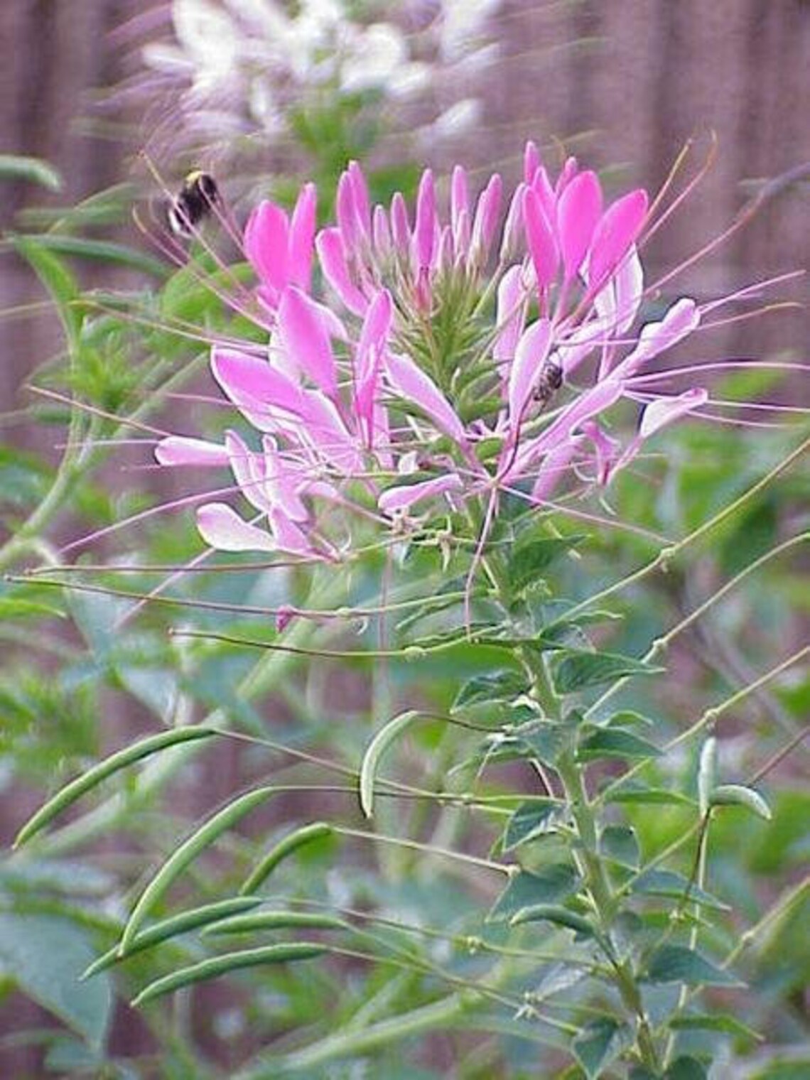 200 ROSE QUEEN CLEOME spider Flower Cleome Hasslerana Cleome | Etsy
