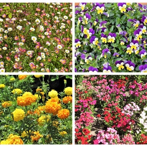 EDIBLE FLOWER MIX Seeds 16 Types: Marigold Daisy Viola Safflower ...