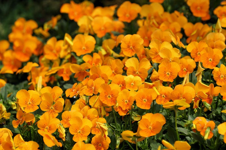 50 ORANGE SUN PANSY Swiss Giant Viola Wittrockiana Flower Seeds - Etsy