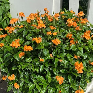 10 ORANGE MARMALADE CROSSANDRA Infundibuliformis Firecracker Flower ...