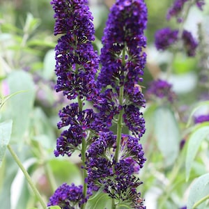 50 Dark PURPLE BUTTERFLY BUSH Buddleja Davidii Hummingbird Shrub ...