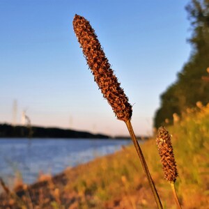 1000 CREEPING MEADOW FOXTAIL 'garrison' Alopecurus Arundinaceus Cool ...