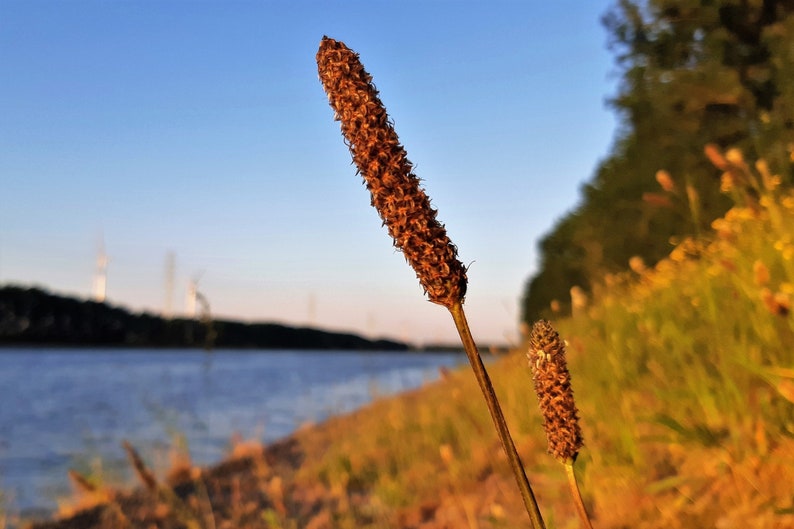 1000 CREEPING MEADOW FOXTAIL 'garrison' Alopecurus Arundinaceus Cool ...