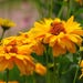 50 SUMMER SUN SUNDROPS Yellow Heliopsis Scabra False Sunflower Flower ...