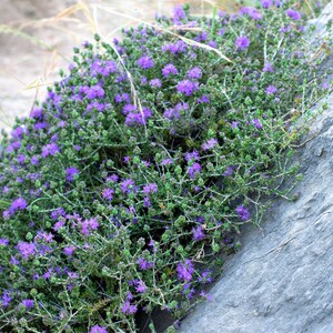 40 CONEHEAD THYME Thymus Capitatus Syn. Thymbra Capitata Mediterranean ...