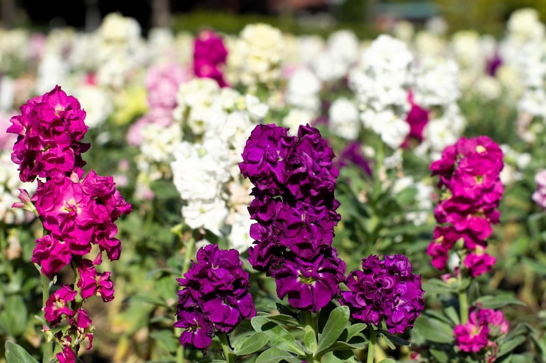 50 MIXED COLORS STOCK Matthiola Incana Ten-week Gillyflower Blue White ...
