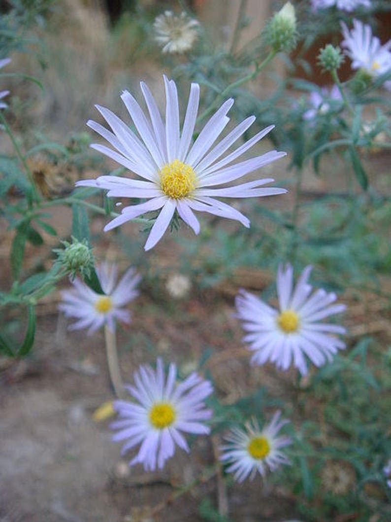 250 SKY BLUE ASTER Azure Aster Azureus Flower Seeds flat - Etsy