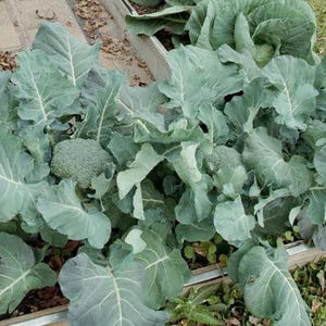 1000 CALABRESE BROCCOLI ITALIAN Green Sprouting Vegetable Brassica ...