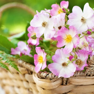 25 SWEET BRIAR ROSE Multiple Shades of Pink Eglantine Rose Rosa ...