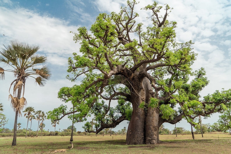 5 African BAOBAB TREE Adansonia Digitata Monkey Bread Judas Fruit Seeds ...