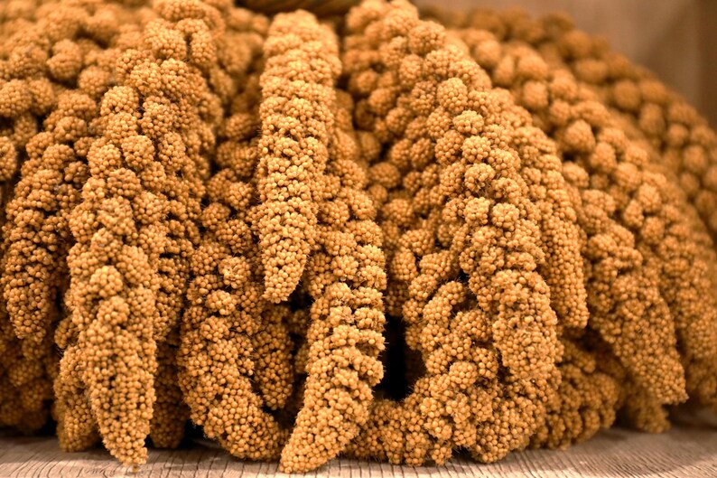 100 FOXTAIL MILLET Setaria Italica Ornamental Grass Flower Seeds *flat ...