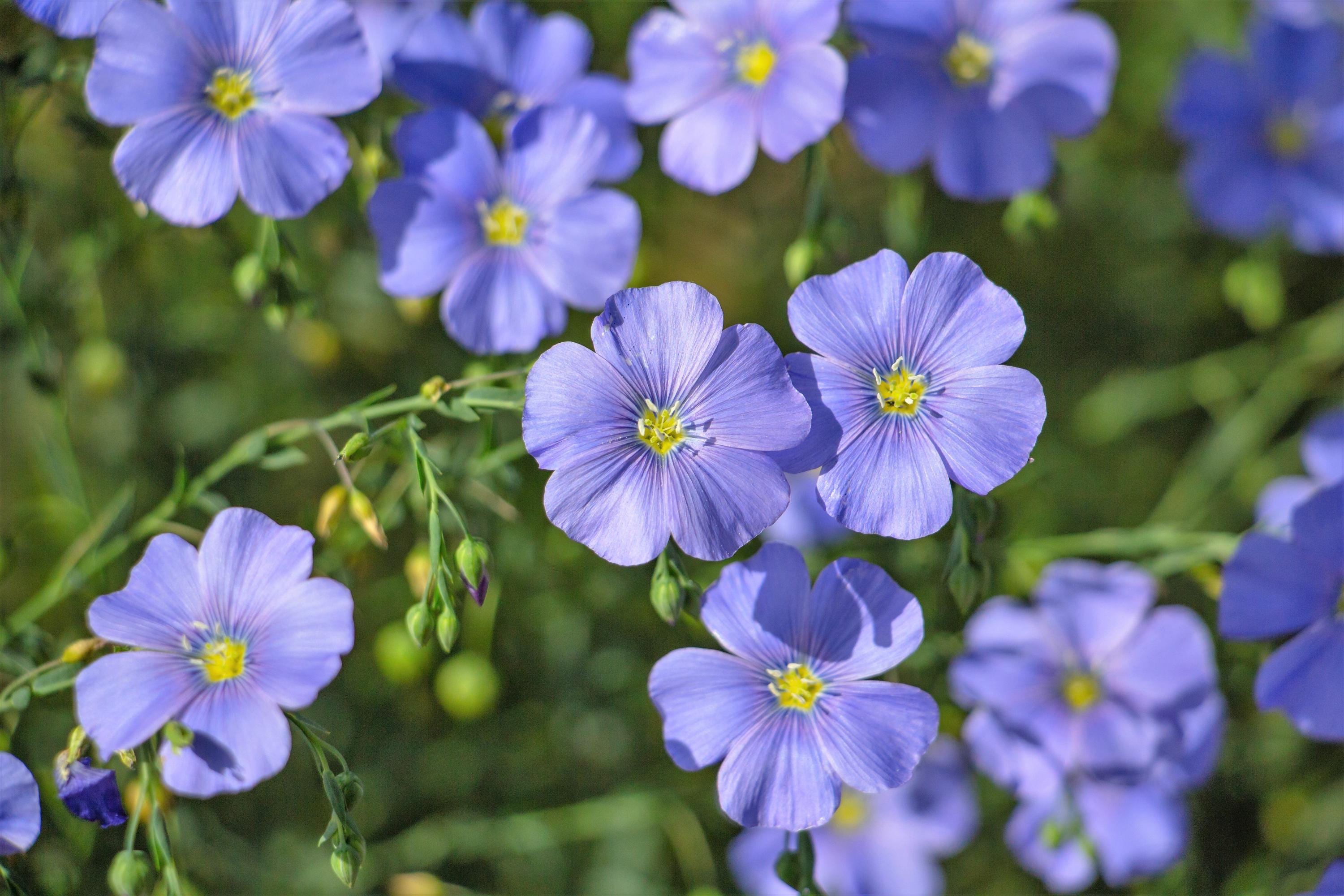 100 BLUE FLAX (prairie Flax / Lewis Blue Flax) Linum Perenne Lewisii ...