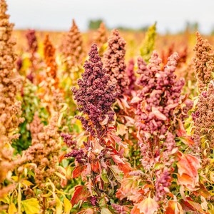 100 Organic BRILLIANT RAINBOW QUINOA Mix Mixed Colors Chenopodium Grain ...
