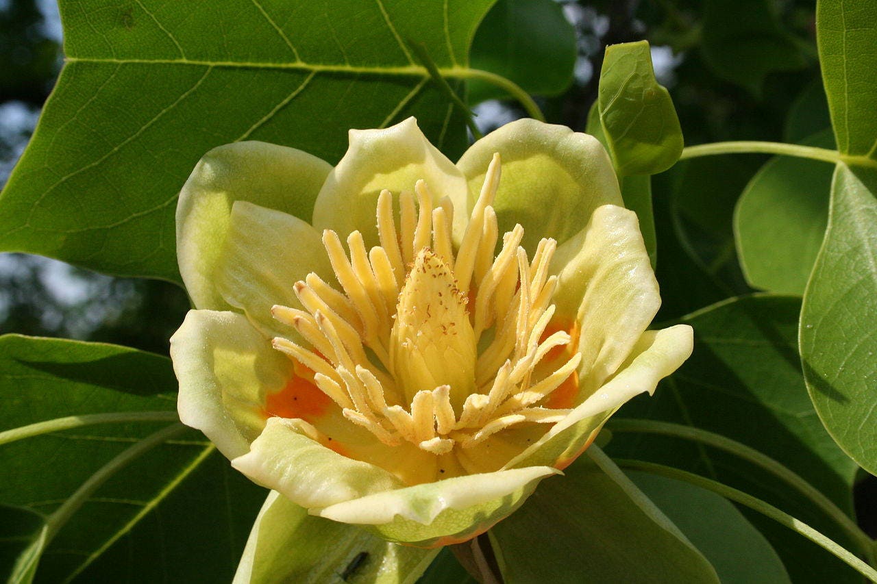 15 TULIP POPLAR TREE Yellow Flower Liriodendron Tulipifera | Etsy