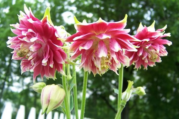 25 NORA BARLOW Pink COLUMBINE Aquilegia Caerulea Flower Seeds | Etsy