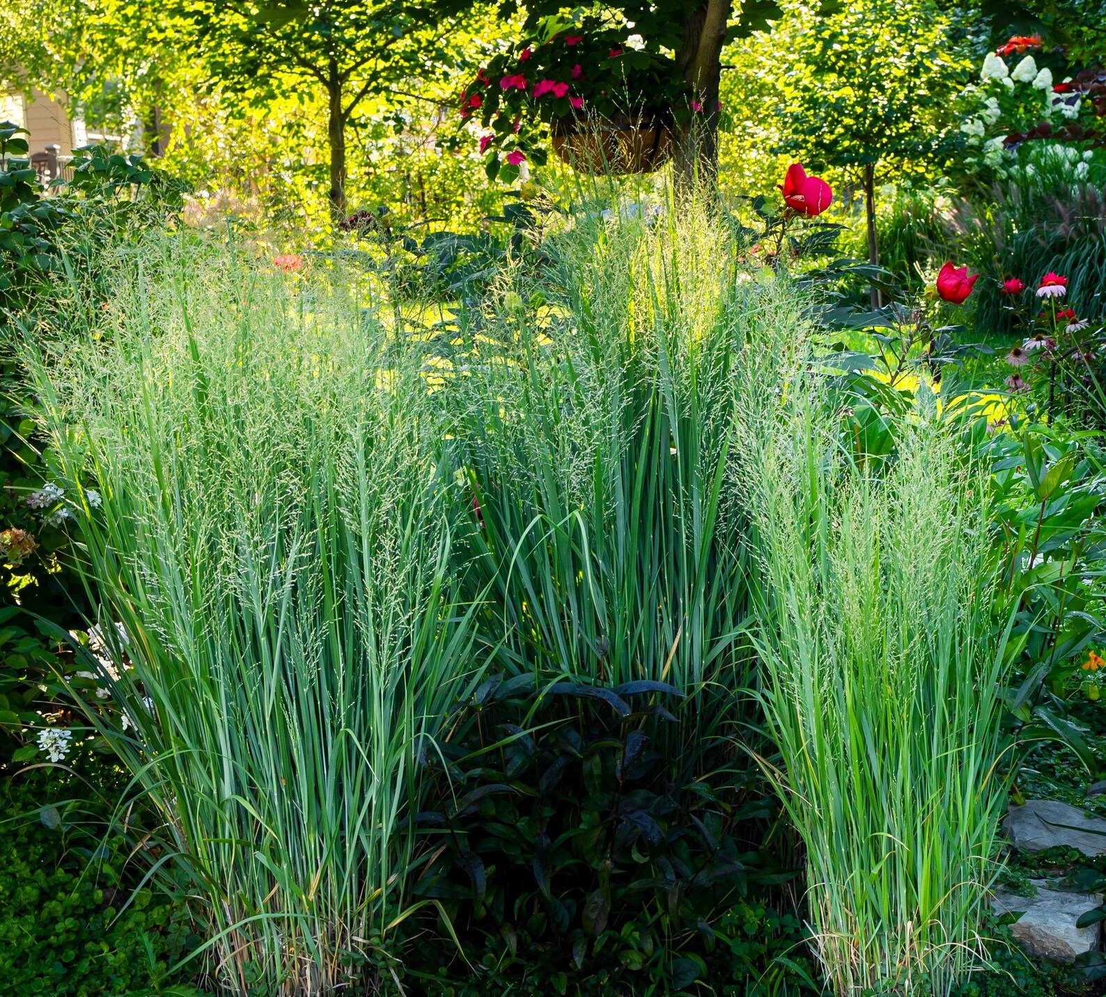 30 Violet PANIC GRASS Panicum Miliaceum Violaceum Ornamental Purple ...