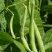 50 BURPEE STRINGLESS Green Pod BEAN French Phaseolus Vulgaris Vegetable ...