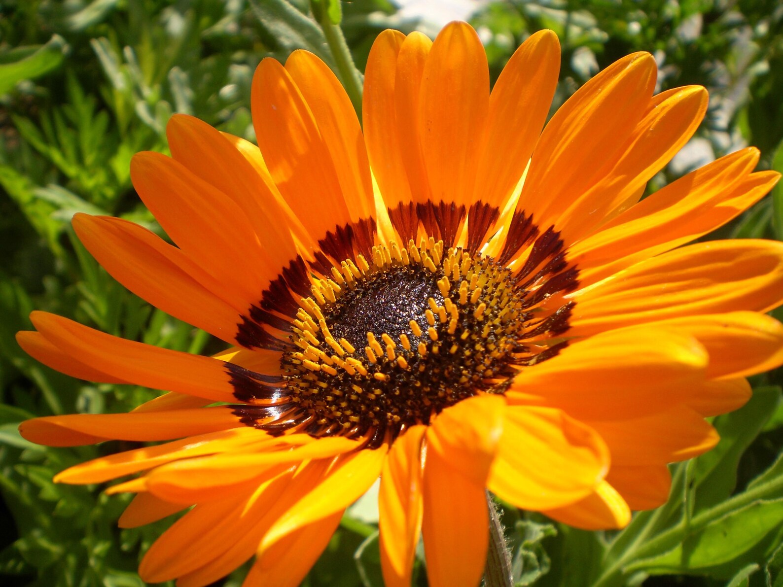 50 ORANGE PRINCE Cape DAISY Monarch of the Veldt Venidium Fastuosum ...