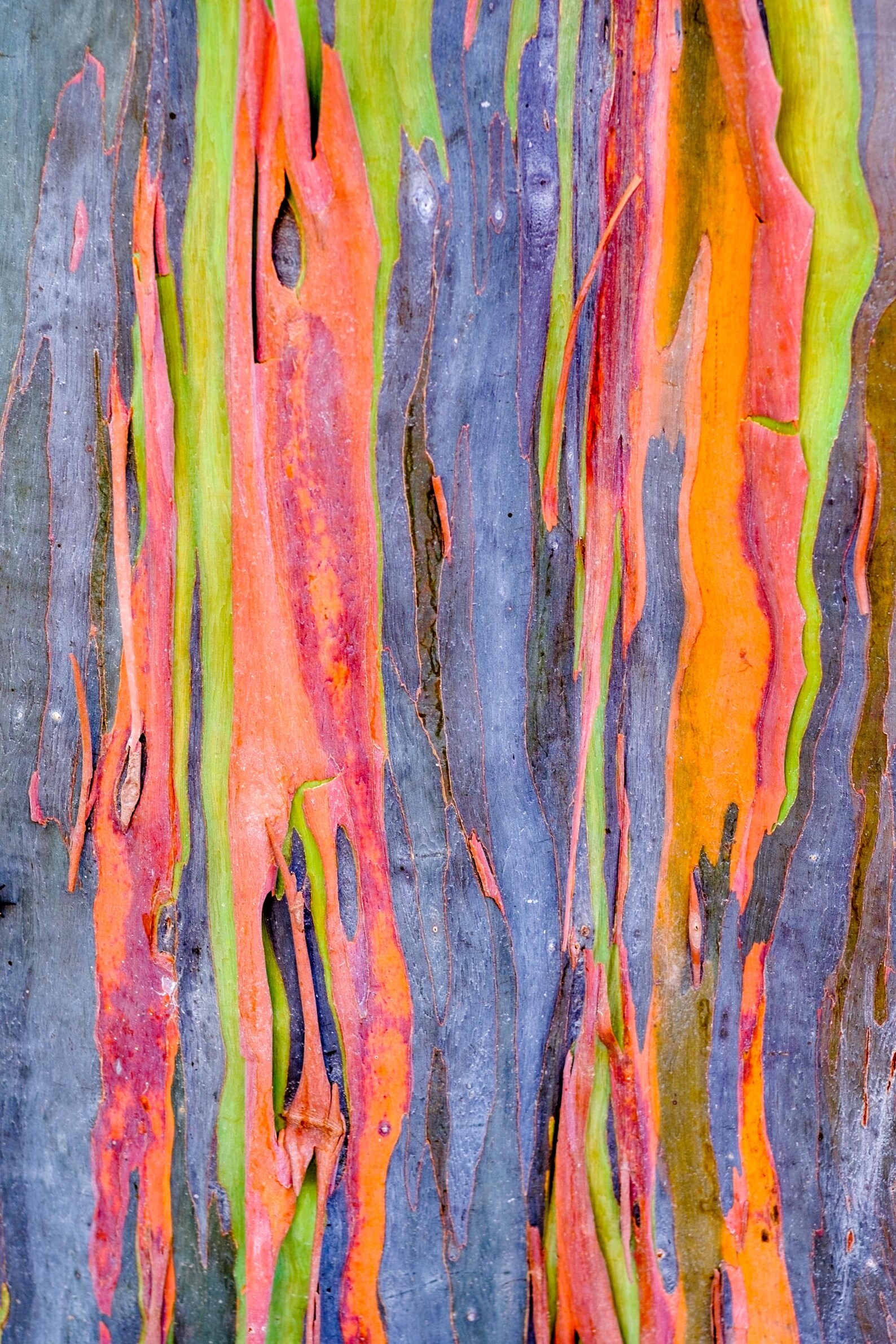 50 RAINBOW EUCALYPTUS Deglupta Gum Multicolor Bark Tree Seeds - Etsy