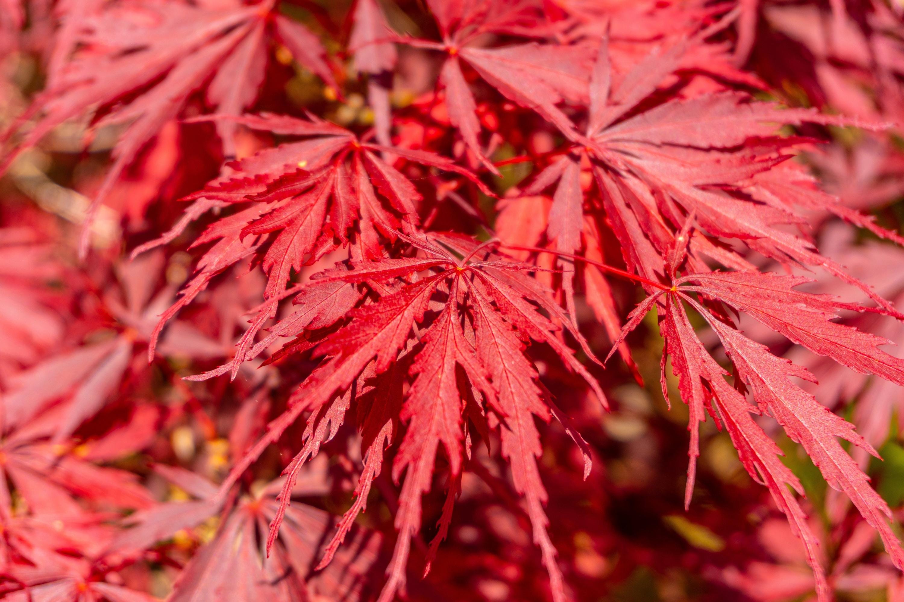10 INABA SHIDARE MAPLE Weeping Red Laceleaf Japanese Acer Palmatum ...