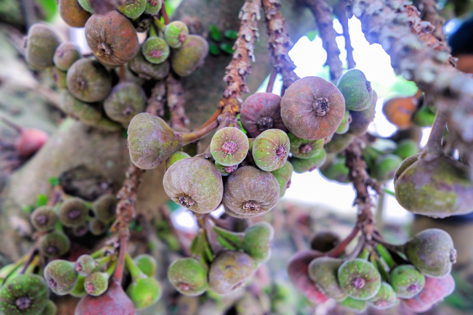 30 COMMON Edible FIG TREE Ficus Carica Purple Brown Skin Pink Flesh ...