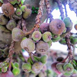 30 COMMON Edible FIG TREE Ficus Carica Purple Brown Skin Pink Flesh ...