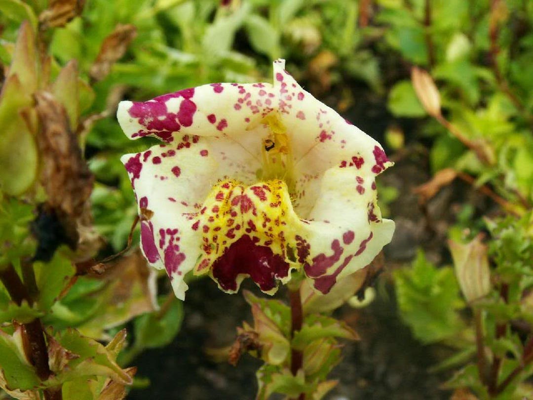 250 TIGER MONKEY Mixed Colors Mimulus Tigrinus Flower Seeds comb S/H - Etsy