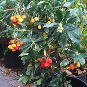 25 STRAWBERRY TREE Edible Red Berry Tree Arbutus Unedo Seeds Irish ...