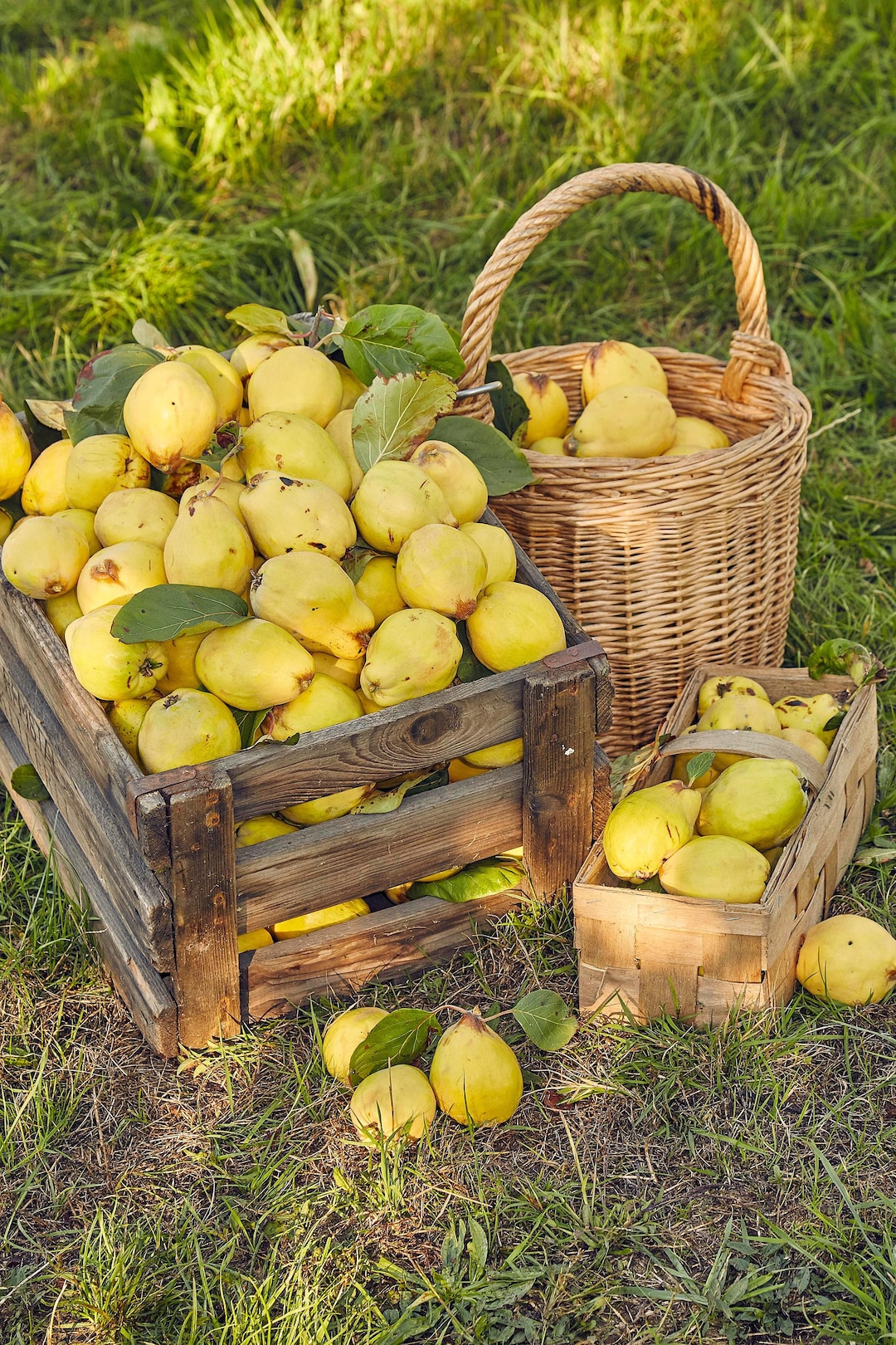 20 COMMON CULINARY QUINCE Fruit Tree Cydonia Oblonga Flowering Shrub ...