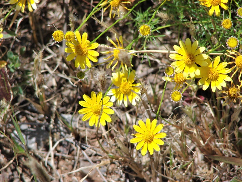 1000 DAHLBERG DAISY Thymophylla Tenuiloba Yellow Flower Seeds | Etsy