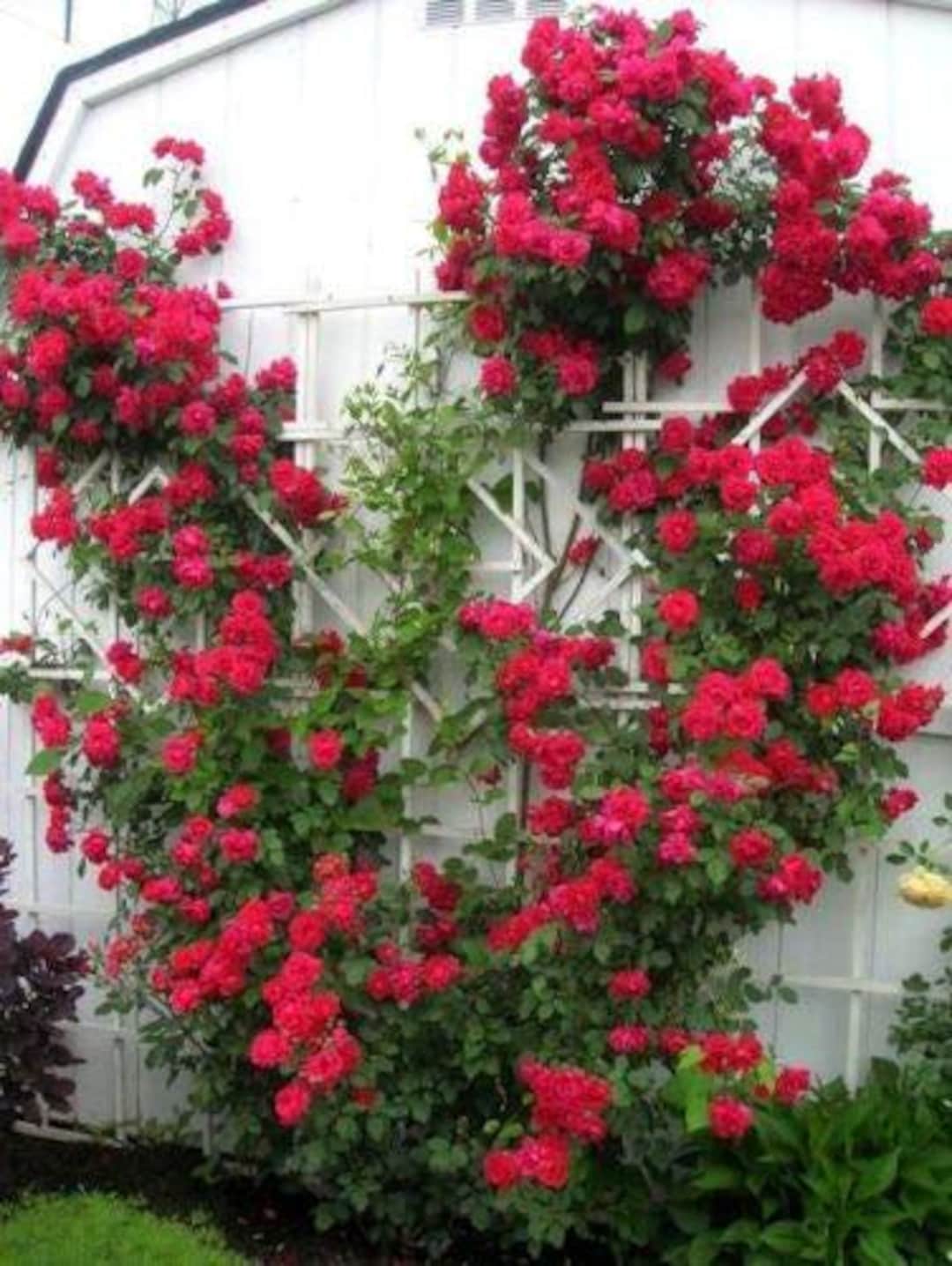5 RED CLIMBING ROSE Rosa Bush Vine Climber Fragrant Butterfly Flower ...