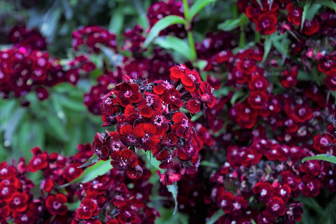 30 SOOTY DIANTHUS Barbatus Dark Maroon Red Sweet William Flower Seeds ...