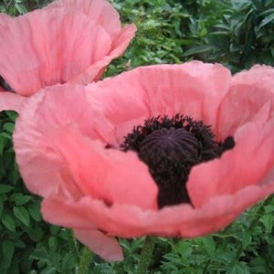 100 Princess Victoria Louise ORIENTAL POPPY Papaver Orientale Flower ...