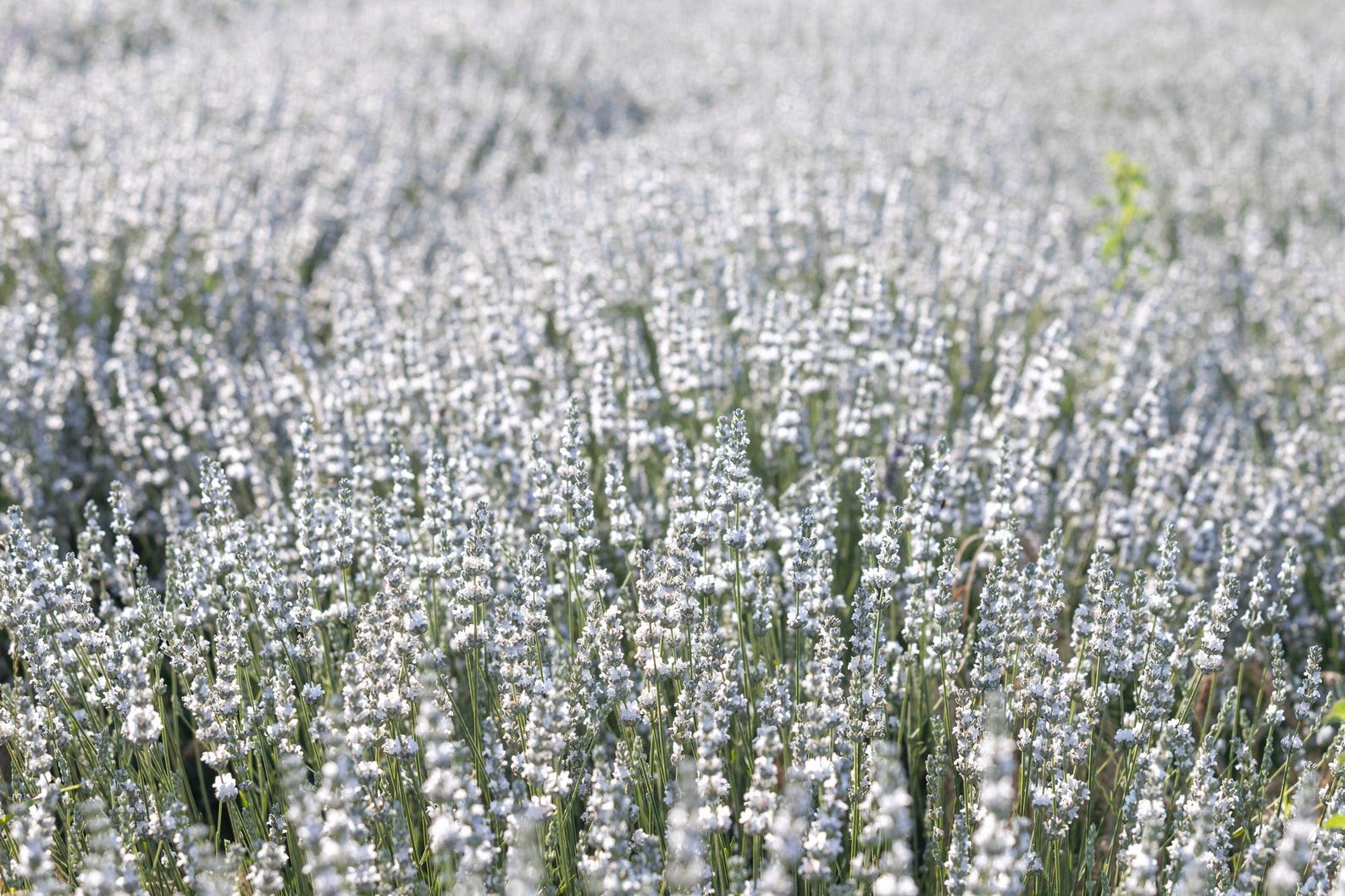 20 WHITE LAVENDER English Lavandula Angustifolia Herb Flower Seeds - Etsy