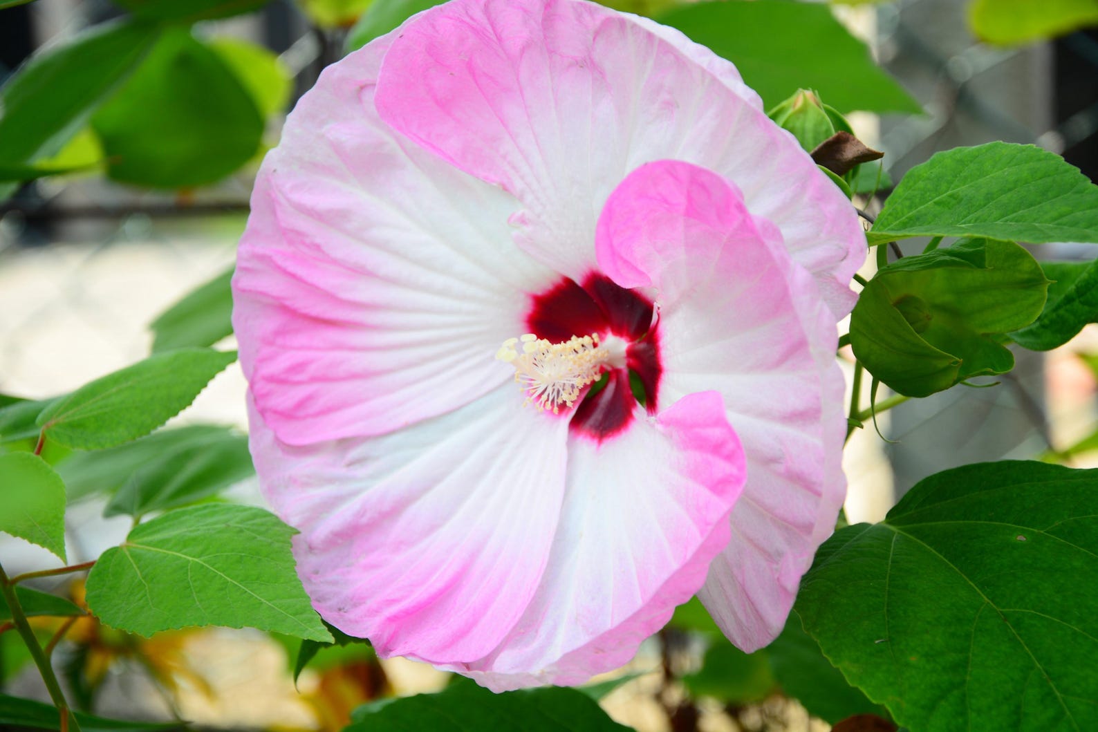 10 Luna PINK SWIRL Hardy HIBISCUS Moscheutos Flower Seeds - Etsy