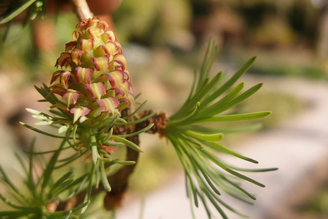 25 JAPANESE LARCH TREE Conifer Pine Cones Bonsai Larix - Etsy