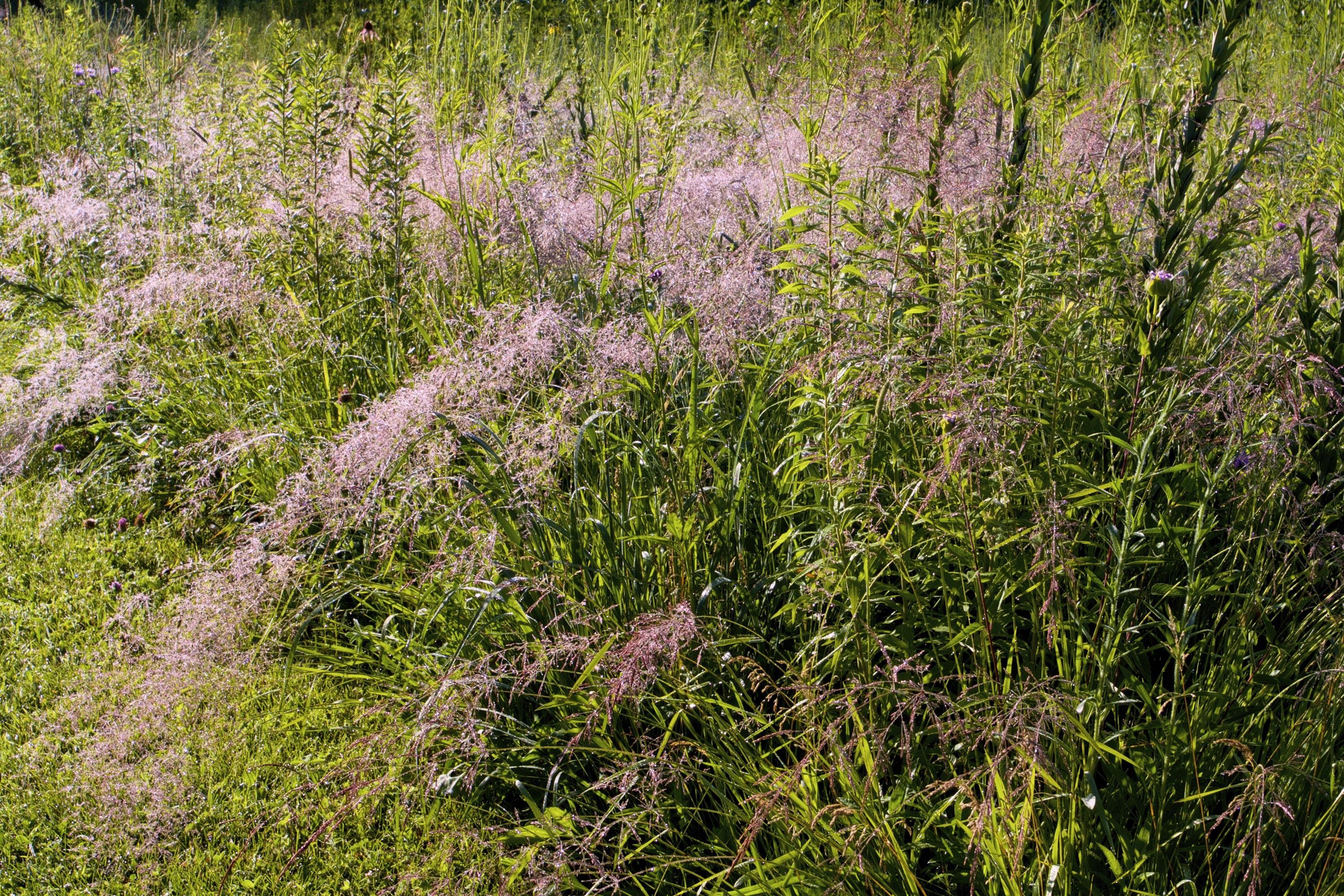 100 PURPLE LOVEGRASS Eragrostis Spectabilis Native Love Grass Flower ...