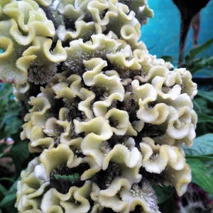 100 CORAL GARDENS Mix CELOSIA Cockscomb Celosia Argentea Cristata ...