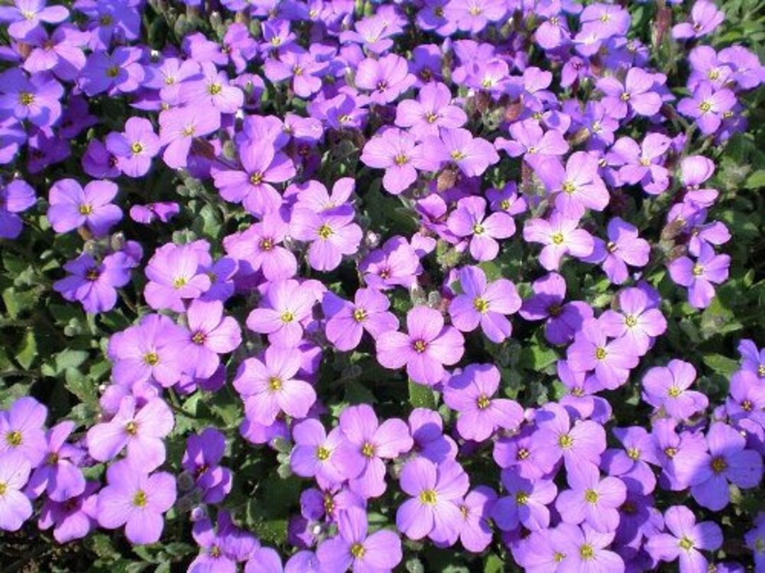 500 PURPLE ROCKCRESS Rock Cress Aubrieta Deltoidea Flower Seeds - Etsy